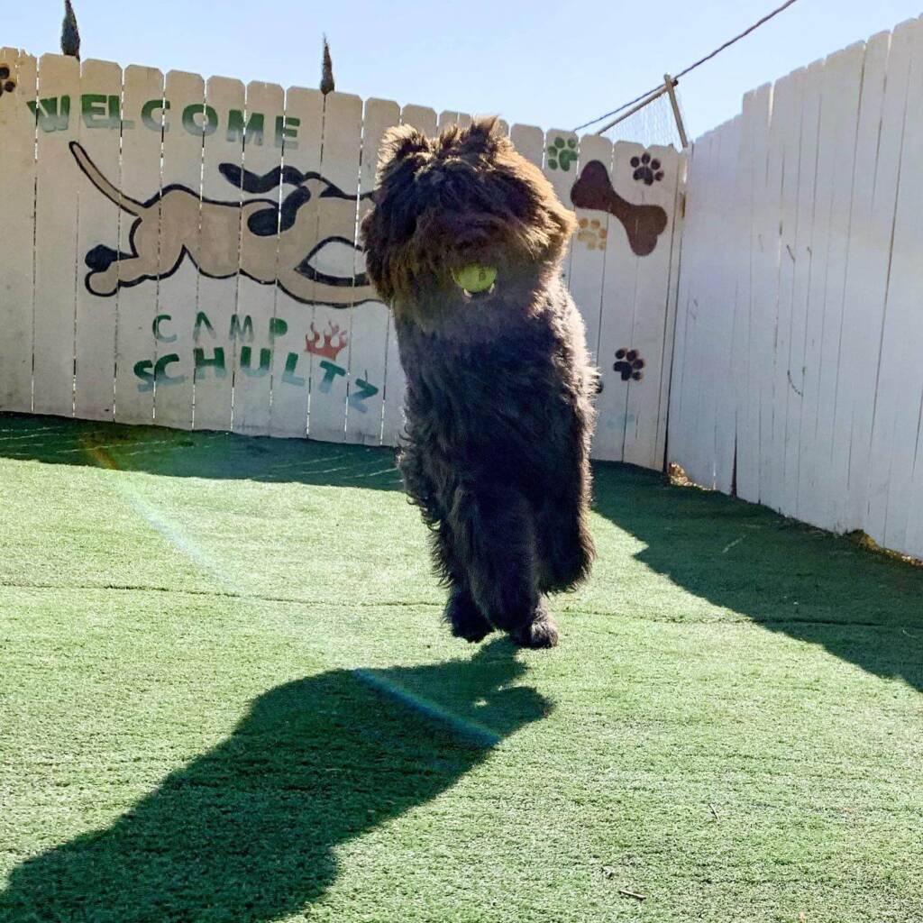 Camp Schultz Boarding Kennel